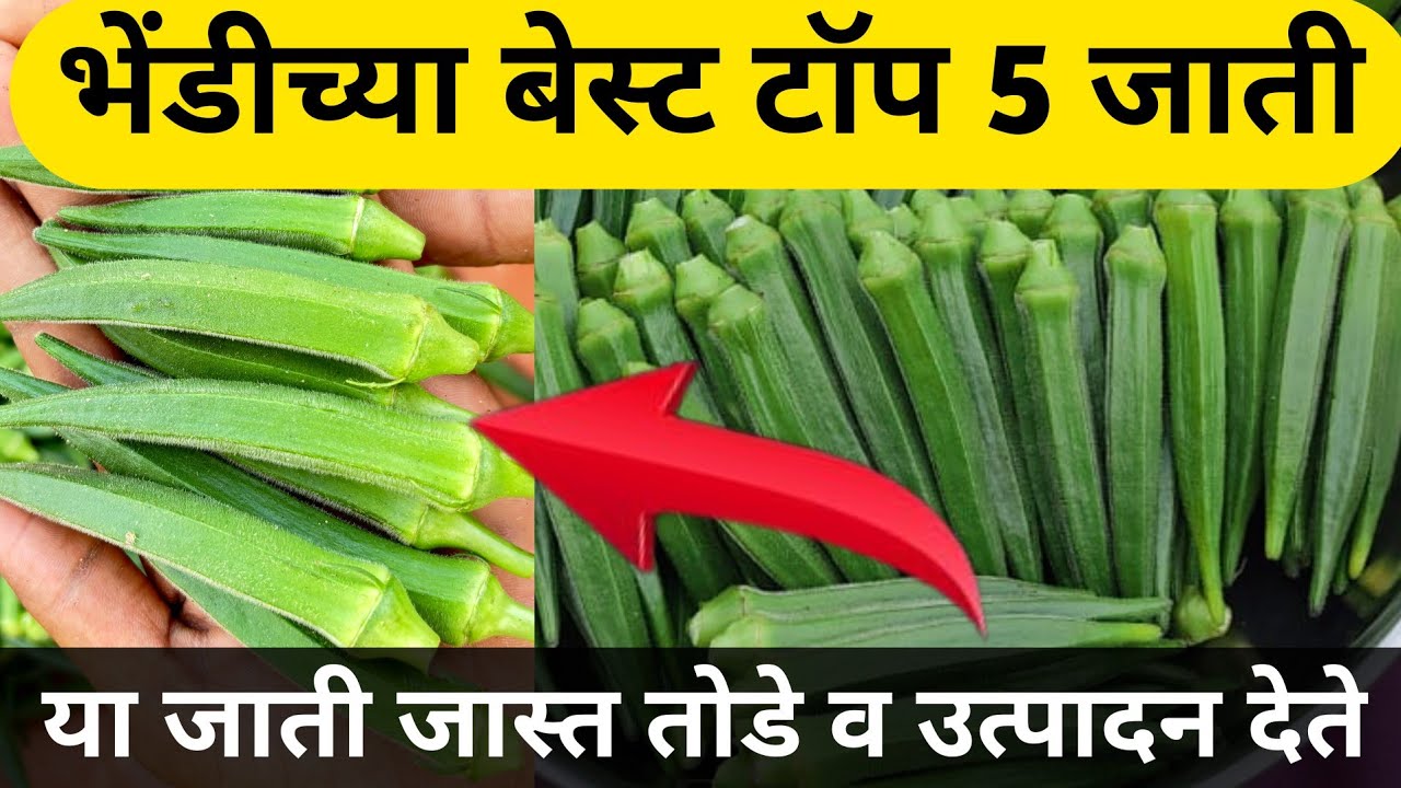 भेंडी टॉप 5 जाती // जास्त उत्पादन देणाऱ्या भेंडी जाती // top 5 bhendi ...