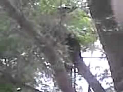 balalarini qoruyan qarga