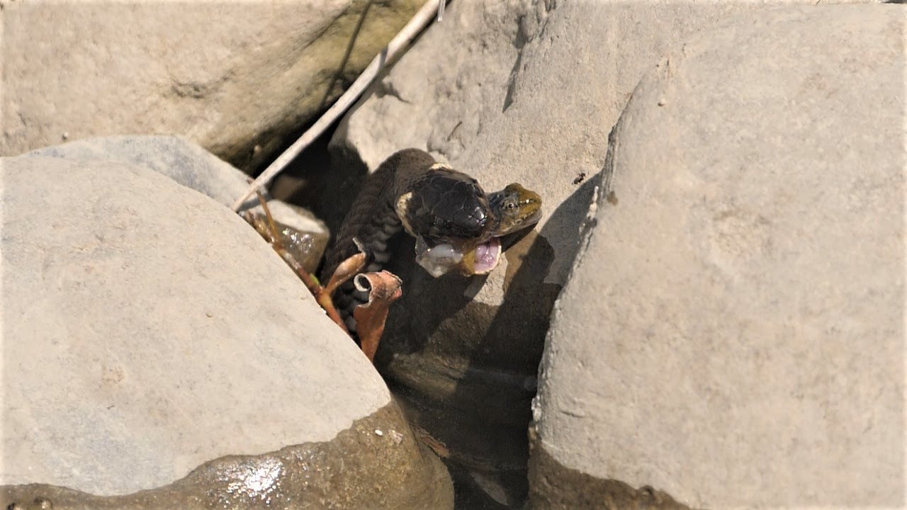 Ringelnatter frisst einen kleinen Frosch / Grass snake eats a small ...
