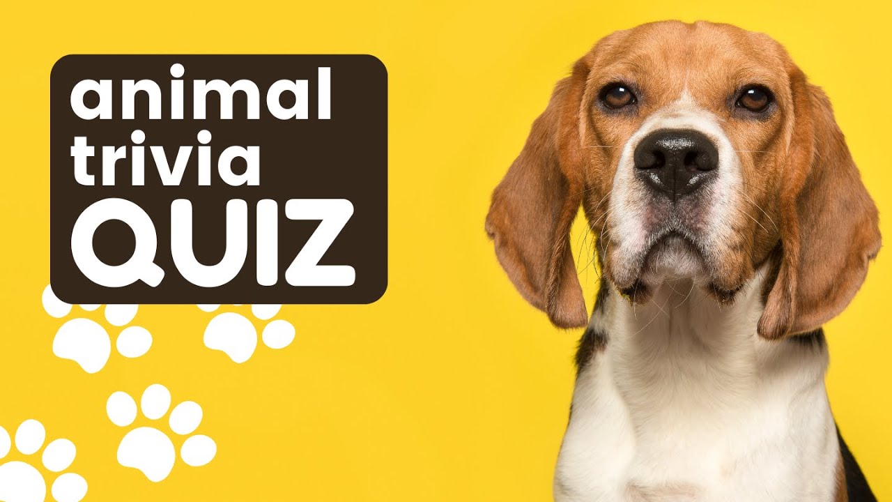 Animal True or False Trivia Questions - YouTube