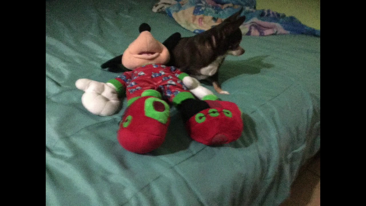 Mickey ALPHA irl images - YouTube