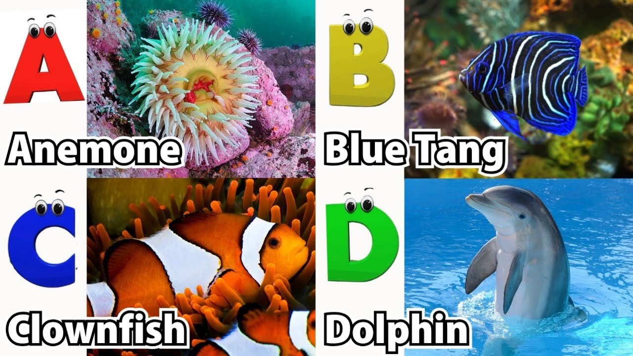 Alphabet Song with Sea Animals | ABC Learning Video for Preschool Kids | Koko Study Class - YouTube