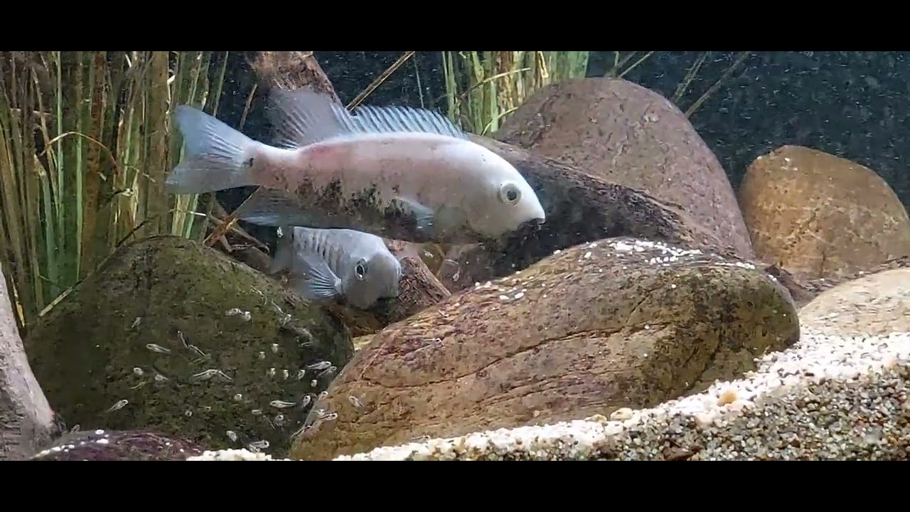 Paraneetroplus Nebuliferus with freeswimmers 21-09-2022 - YouTube