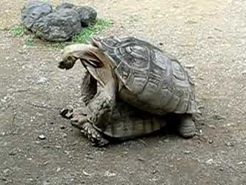 Turtle Humping - YouTube