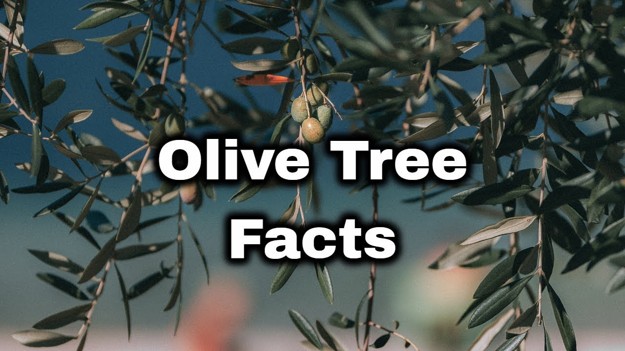 Olive Tree Information Uses YouTube olive-tree-information-uses-youtube