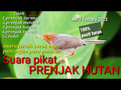 Suara pikat burung Prenjak kepala merah#prenjakhutan,