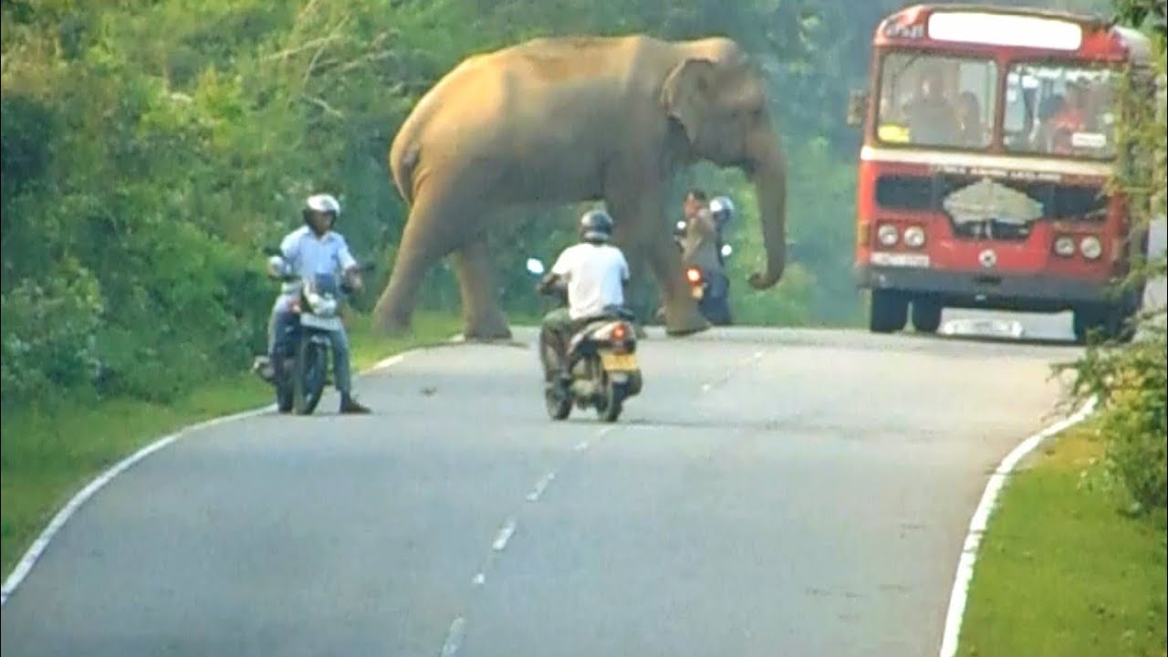 The ferocious elephant blocks the road, obstructs the vehicles and ...
