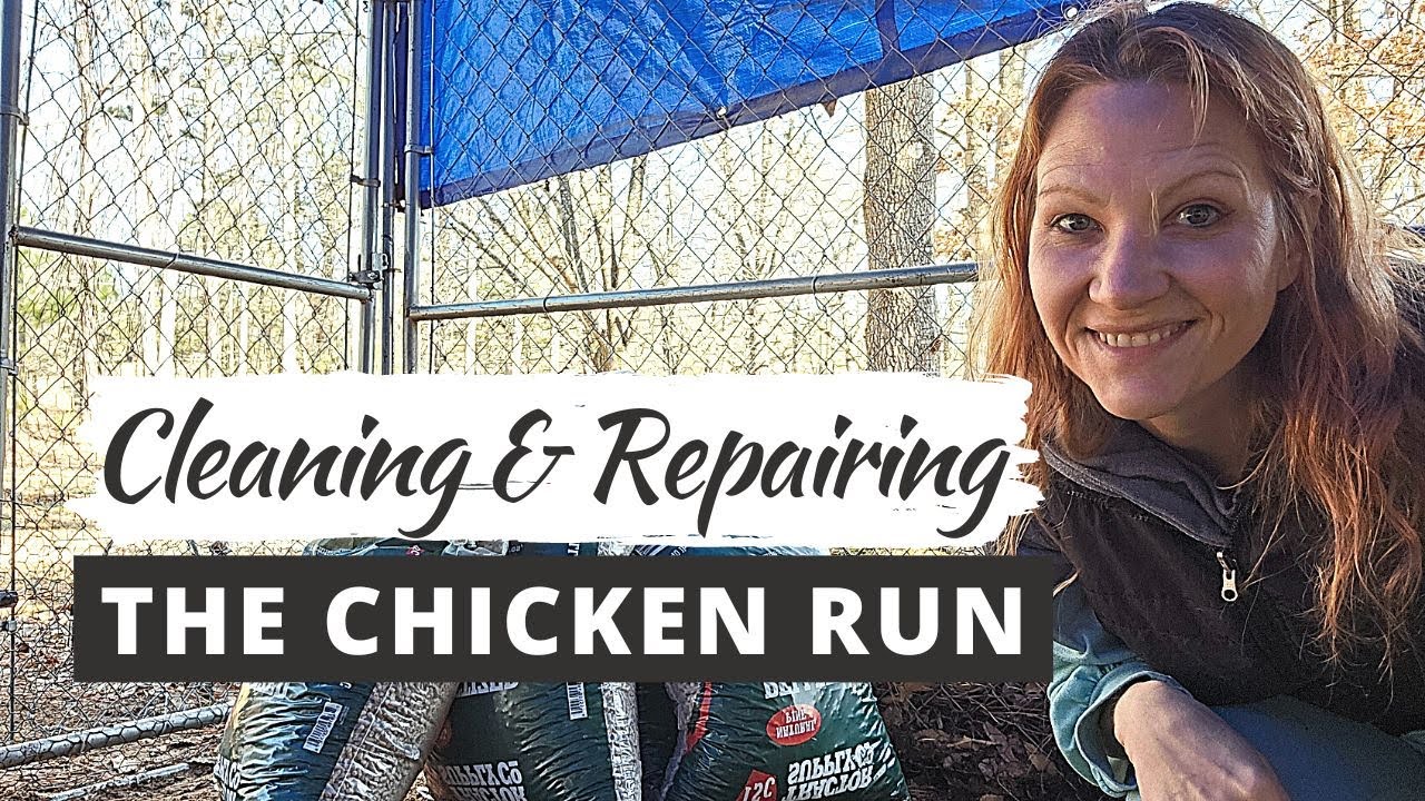 CLEANING & REPAIRING THE CHICKEN RUN: Preventing Water, Snow & Wind ...