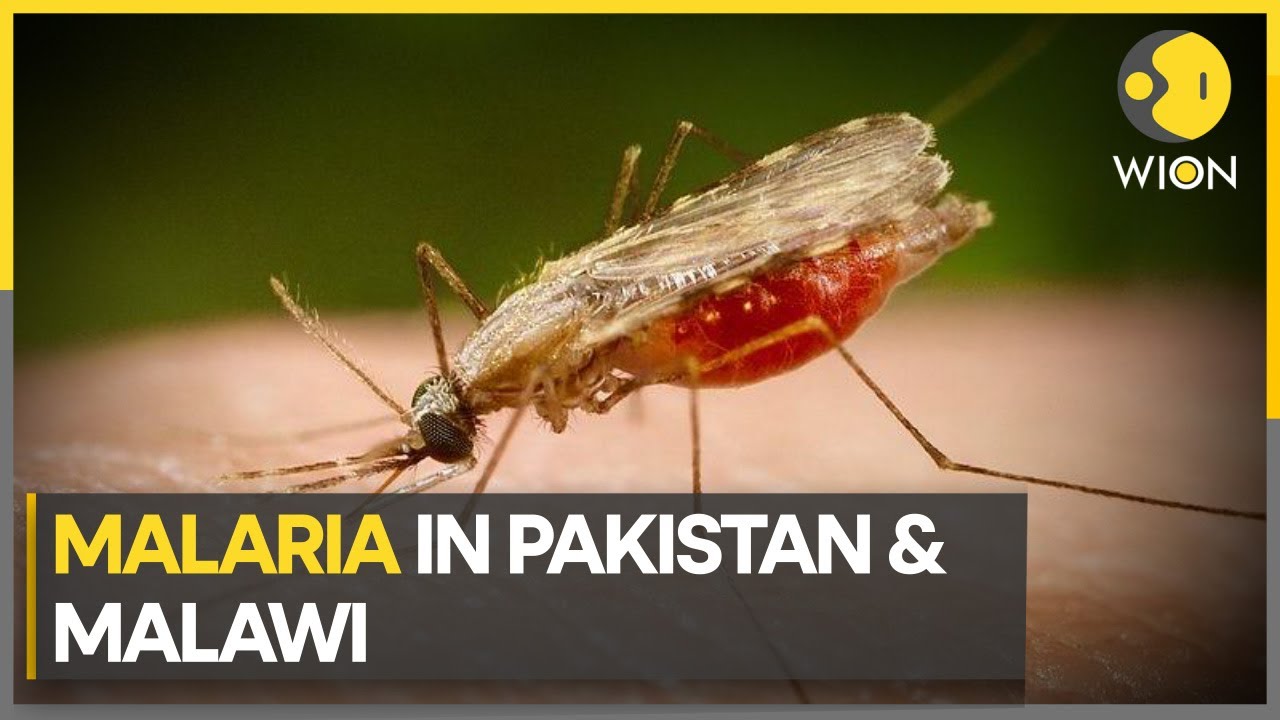 Malaria cases are surging in Pakistan and Malawi | Here's why | WION ...