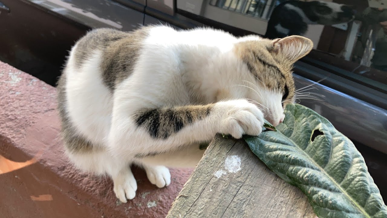 I moved the cat. Its claws are very sharp. He is a very smart cat ...