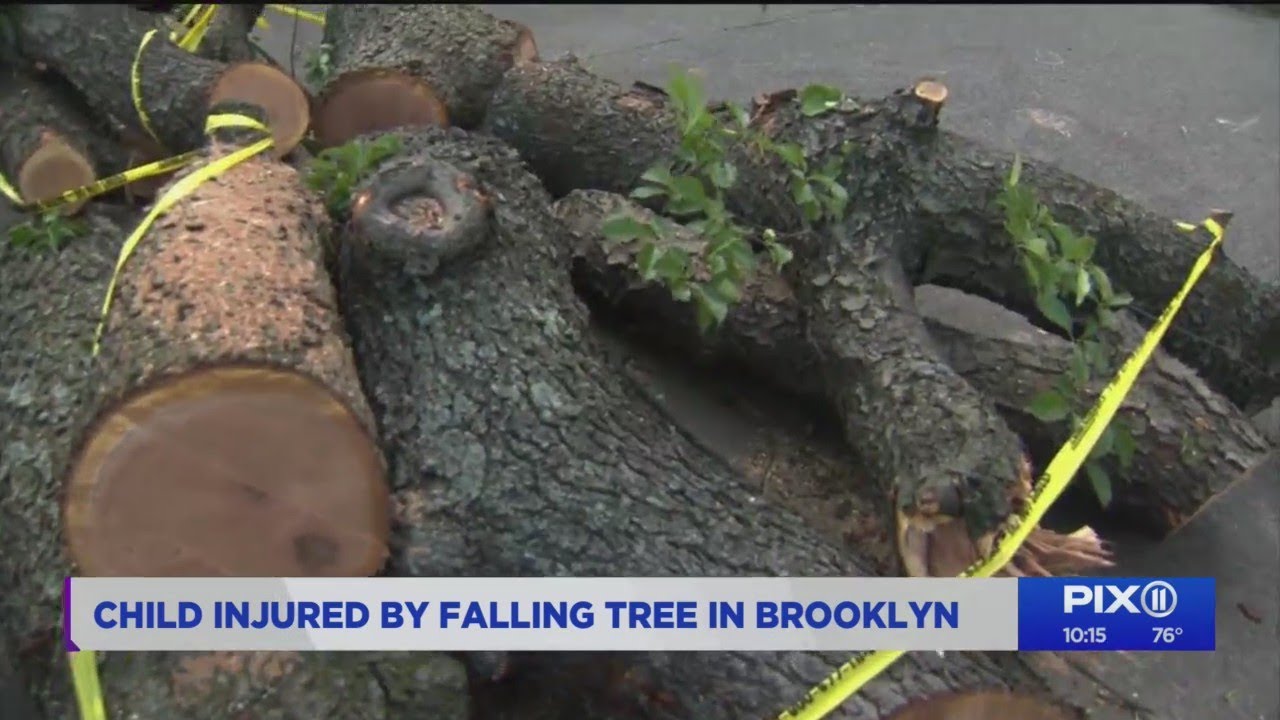 Child breaks leg when a tree limb falls on her in Brooklyn - YouTube