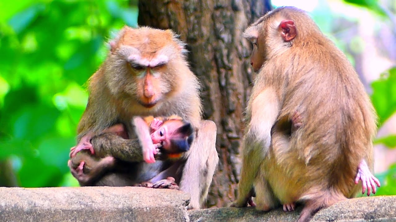 Monkey MARINA hugs new baby looking so sweet. - YouTube