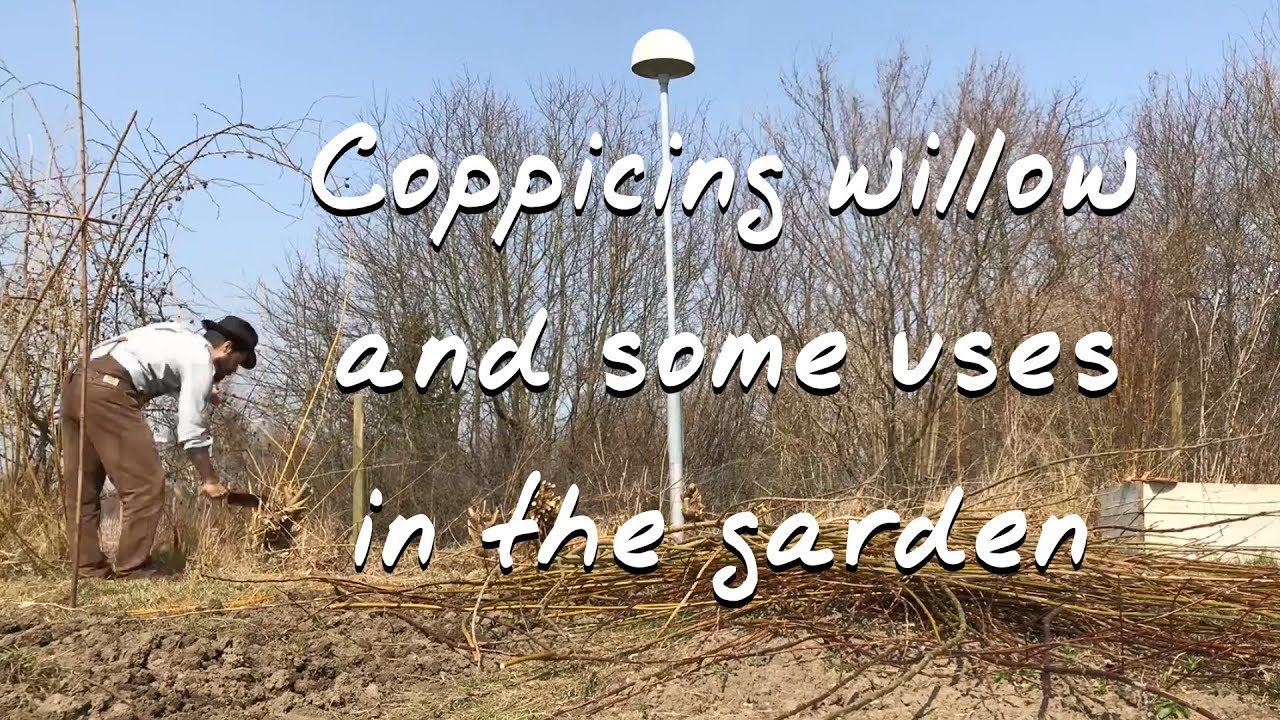 Coppicing willow and some uses in the garden - YouTube