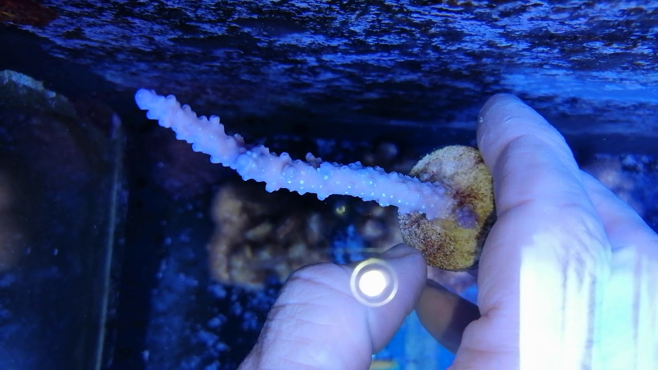 Acropora horrida blue polyp white coral gandalf - YouTube