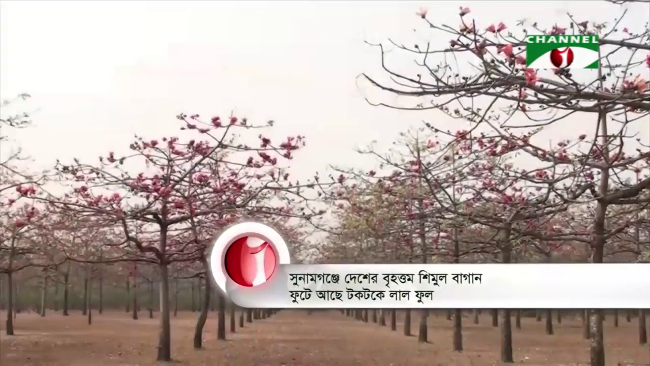 Tahir pur sunamganj shimul bagan - YouTube