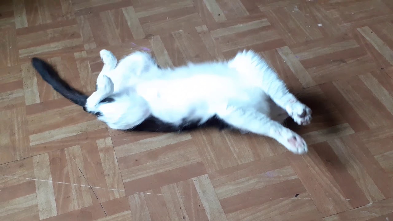 Crazy kitty - YouTube