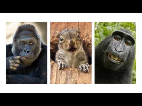 Улыбка и танец животных.-Smiling and dancing animals.