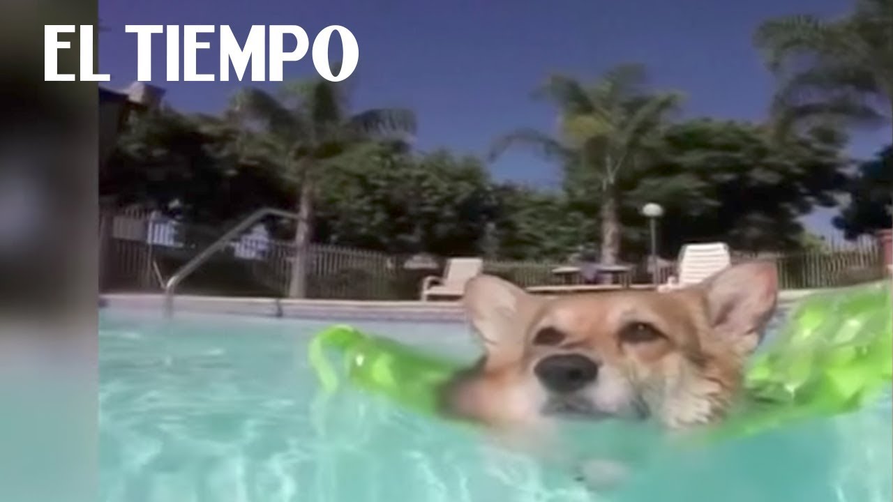 El enternecedor nado de un perro con su flotador | EL TIEMPO - YouTube