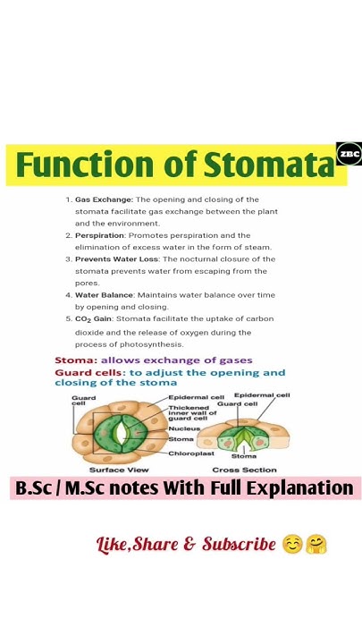 Functions of Stomata | Stomata , Stoma, Guard Cells | Short note | YouTube shorts | ZBC - YouTube