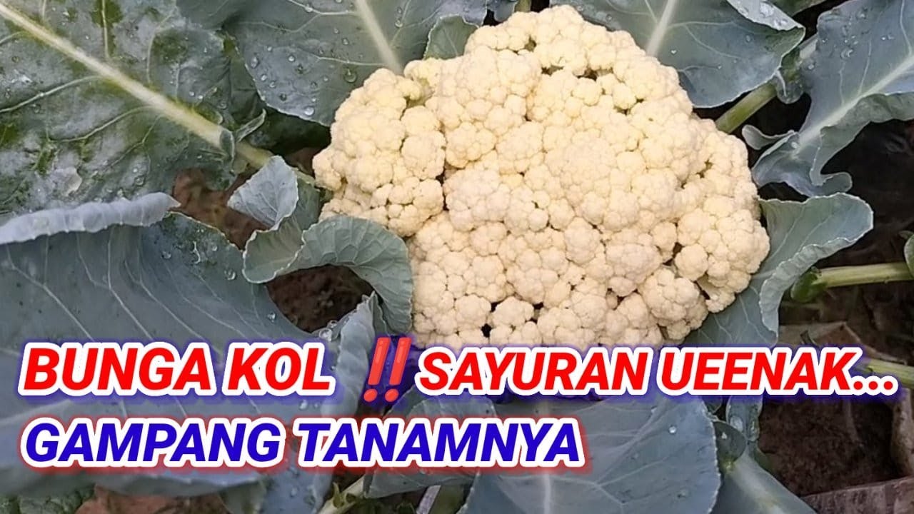 BUNGA KOL ‼️ SAYURAN SEHAT KAYA MANFAAT - YouTube