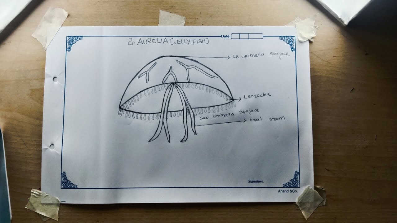 #Intermediate #114 zoology practical record. How to draw Aurelia ...