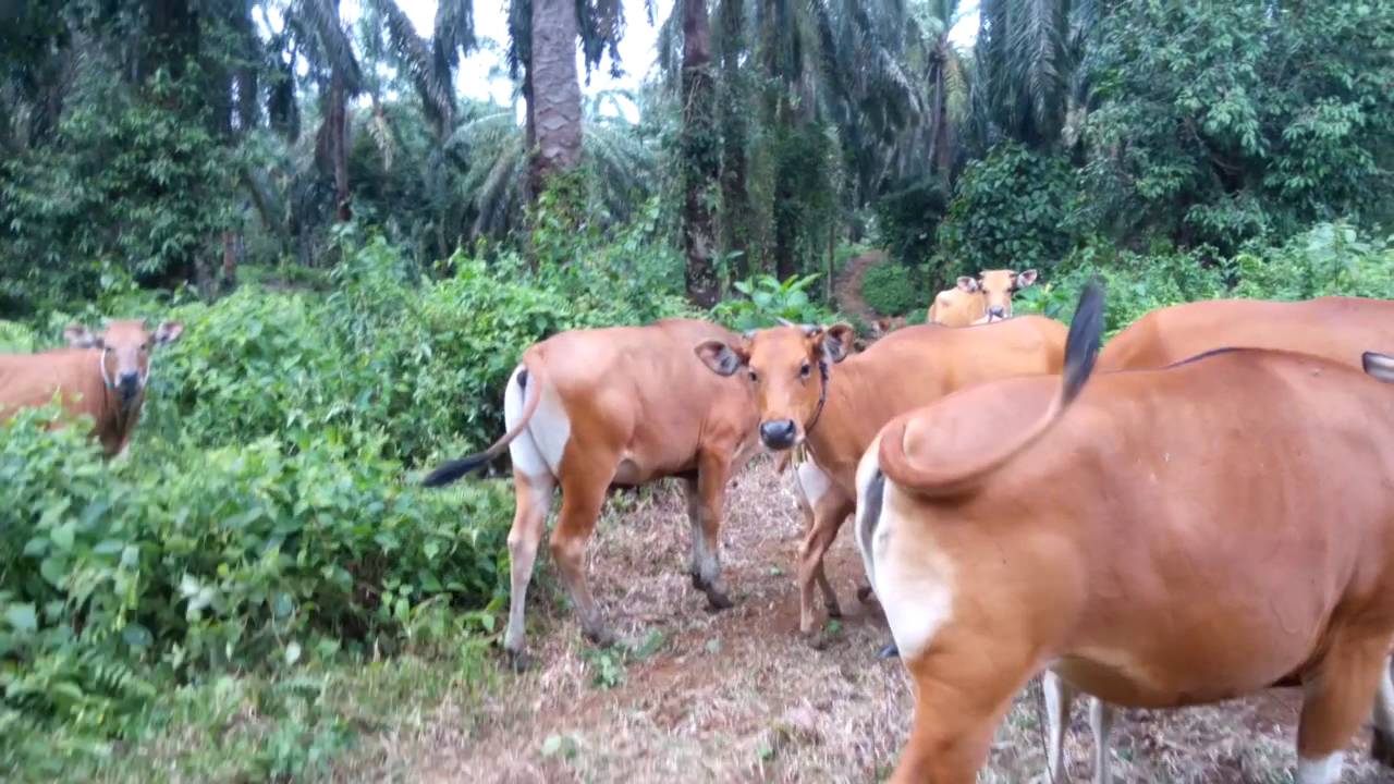 Sapi Bali - YouTube