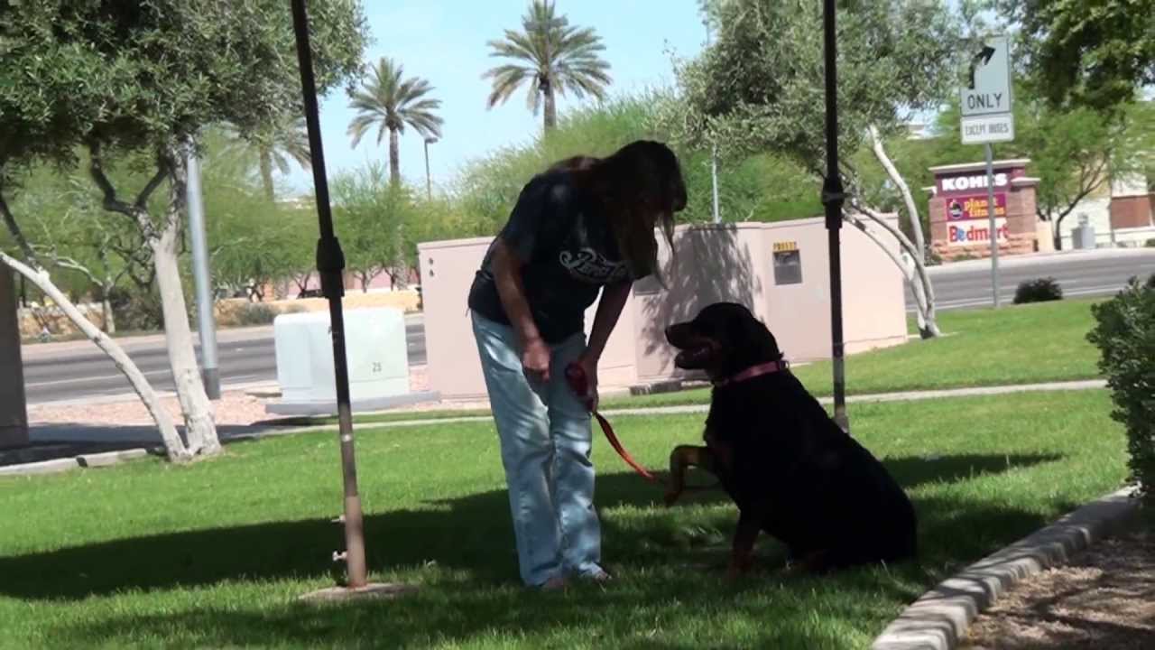 Rotten Rottie Rescue Rally Pack Walk - YouTube