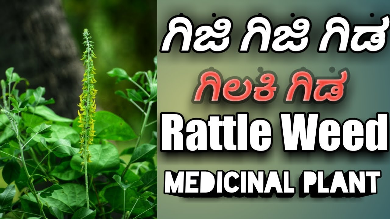 ಗಿಜಿ ಗಿಜಿ ಗಿಡ, Rattle Weed, Giant Striata - YouTube