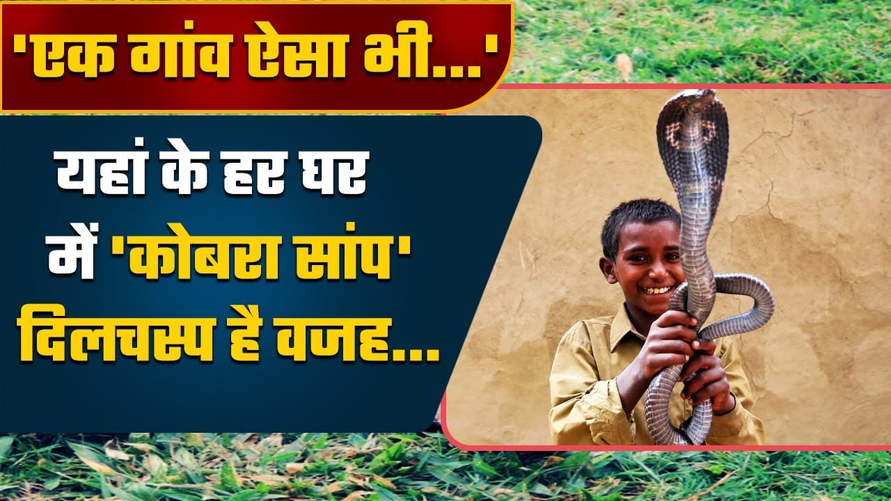 India Snake Village: एक ऐसा गांव जहां हर घर में हैं Cobra ? | Shetphal ...