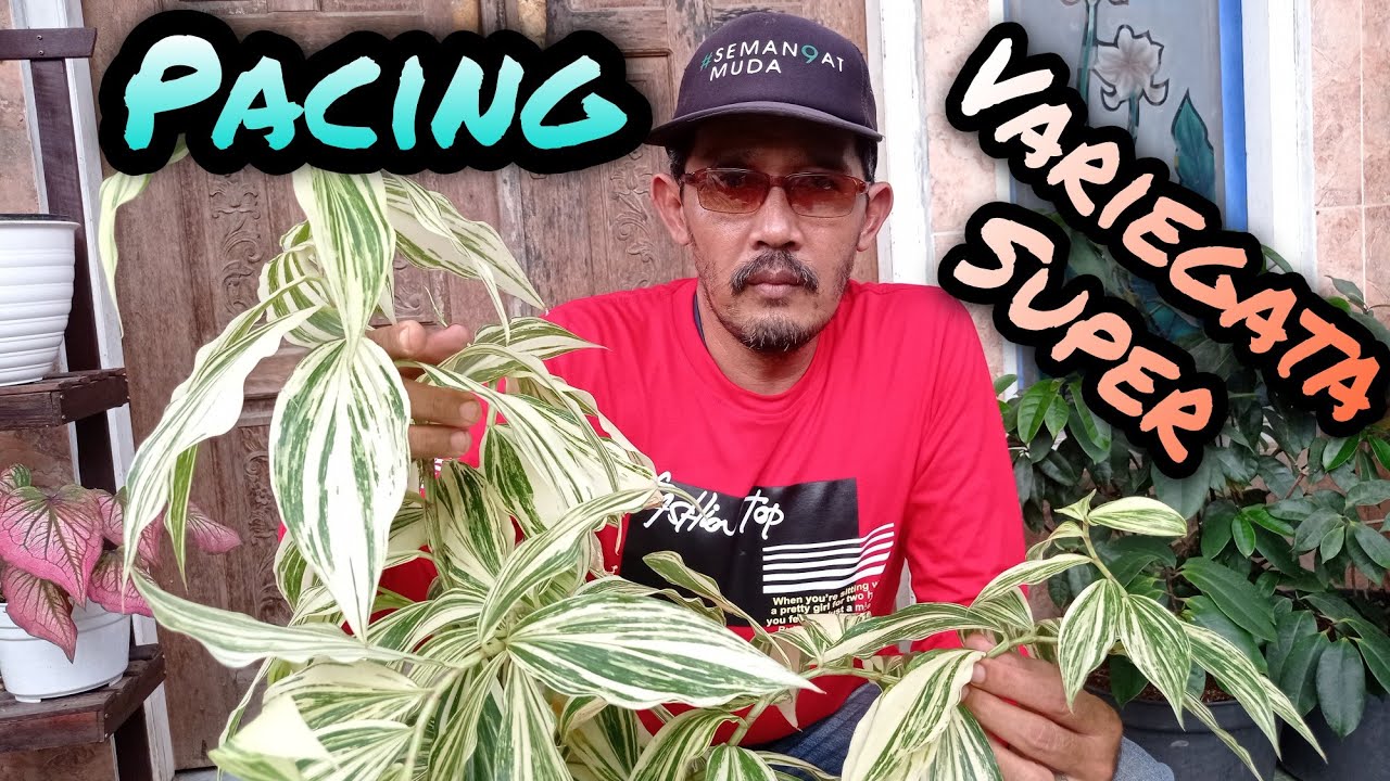 Cantiknya!! Daun Variegata Ini, Tanaman Pacing Variegata Super - YouTube