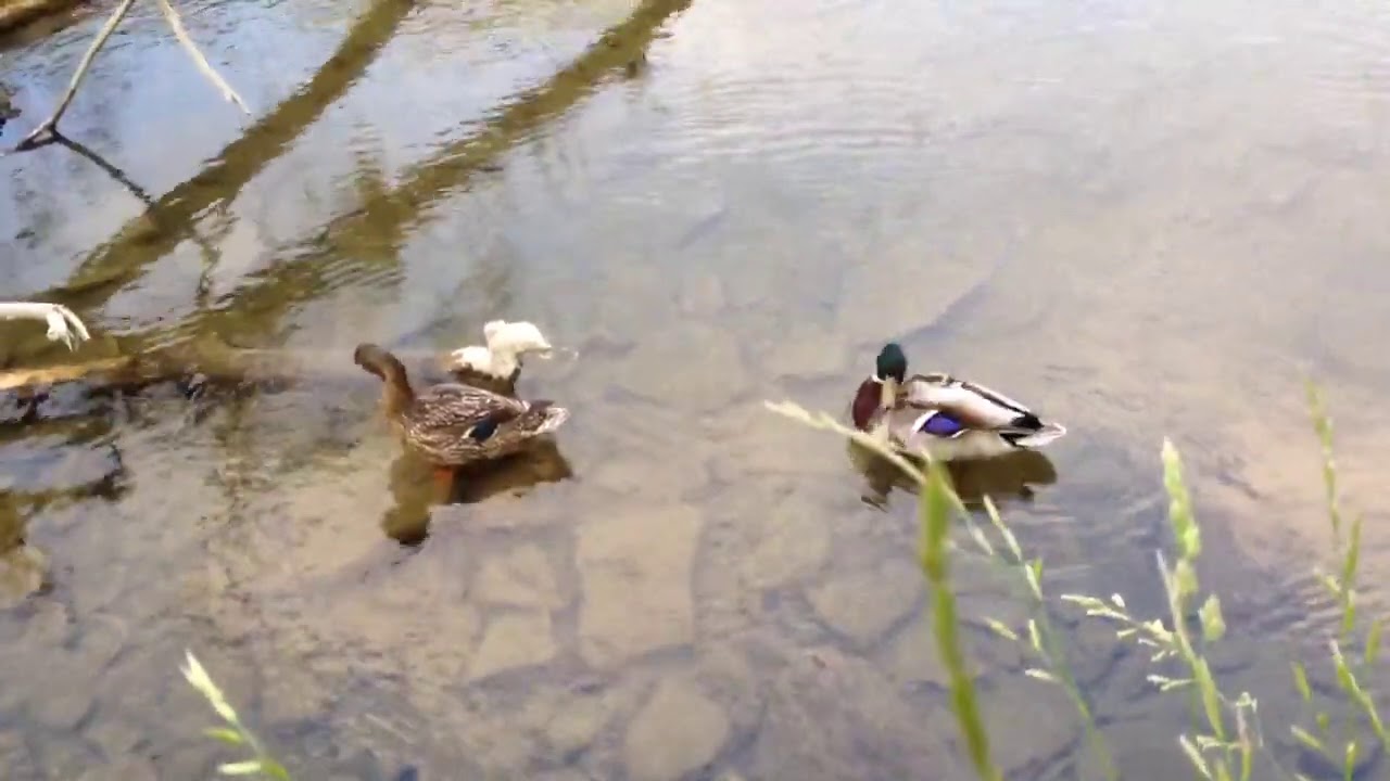 Duck Friends Home - YouTube