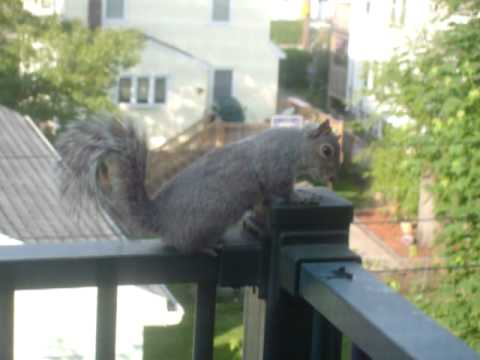 Porchy the squirel Ghetto animal planet - YouTube