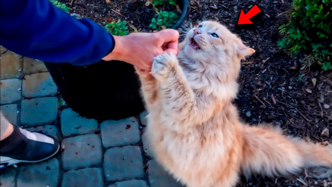 A Stray Cat Chooses A Person And Does Everything To Be Adopted By Him ...