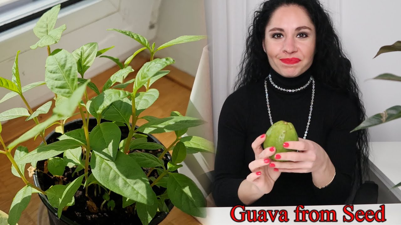 How to grow Guava Plant at home | Guava seeds germination - YouTube