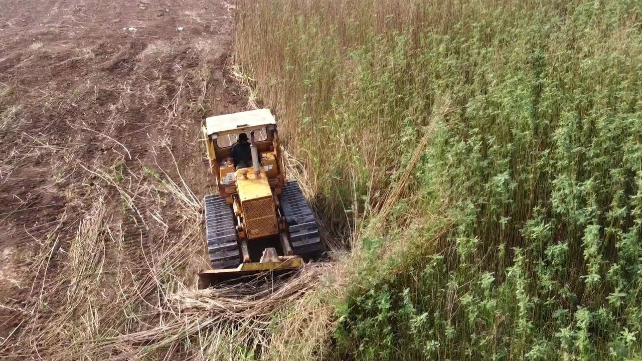 Great work operator bulldozer working push removal Forest in Farm - YouTube