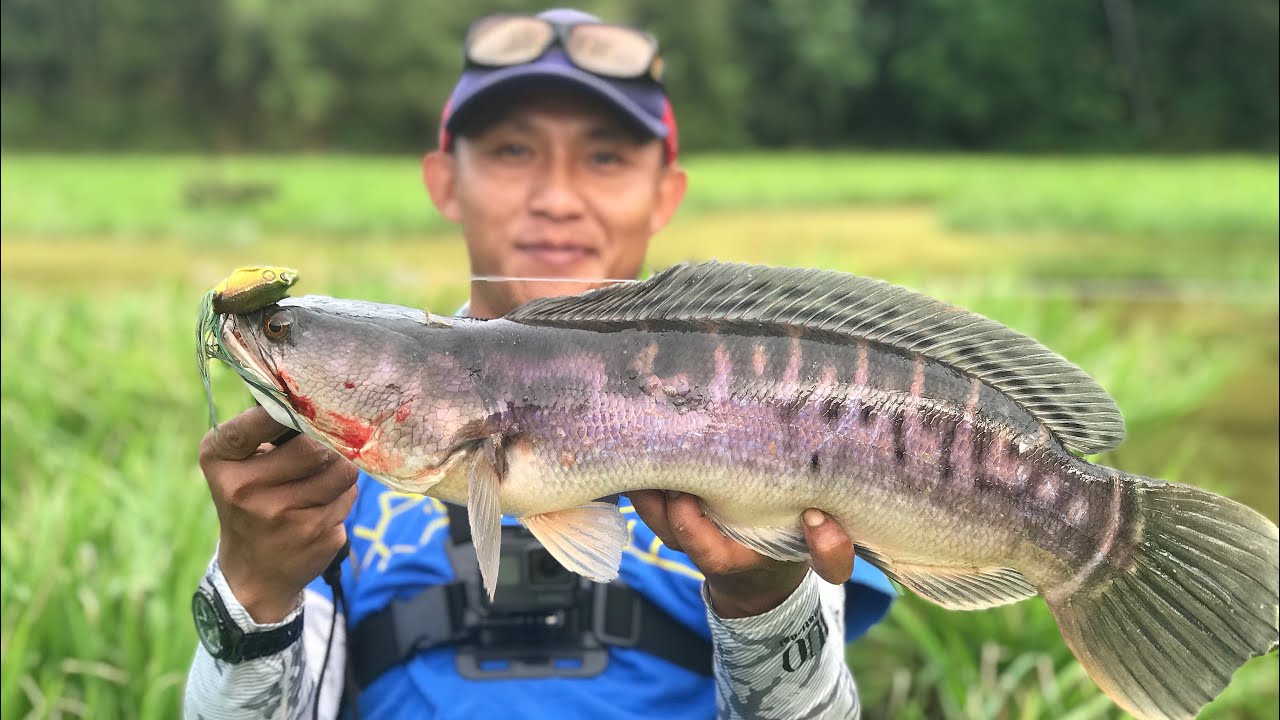 Casting snakehead@ empangan batong - YouTube