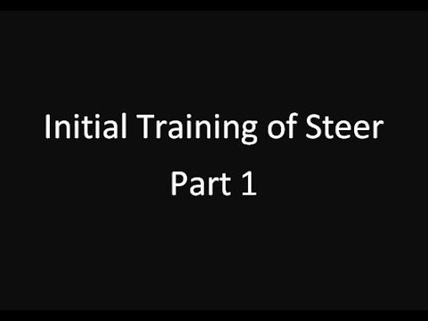 Steer Training and Getting Started - YouTube