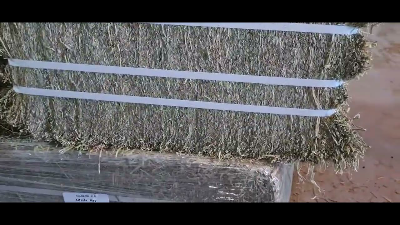 Alfalfa hay import export Saudi Arabia - YouTube