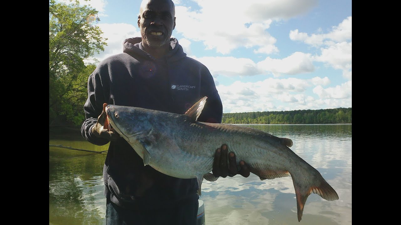 Unbelievable: Giant Monster Catfish Caught on Camera! - YouTube
