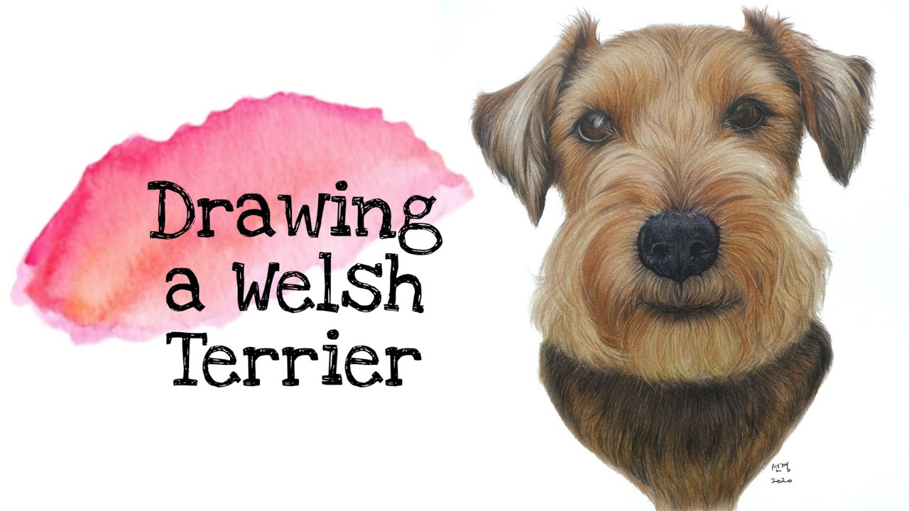 Drawing a Welsh Terrier with Colour Pencils/ Speed Drawing / Dog ...