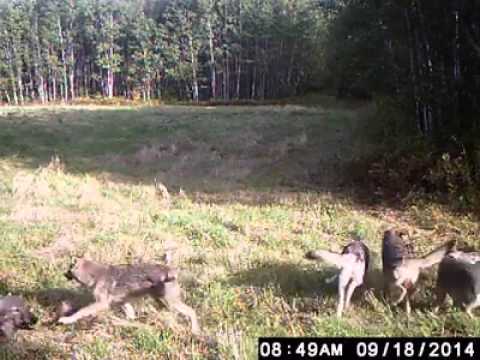 Wolves in Northern Minnesota - YouTube