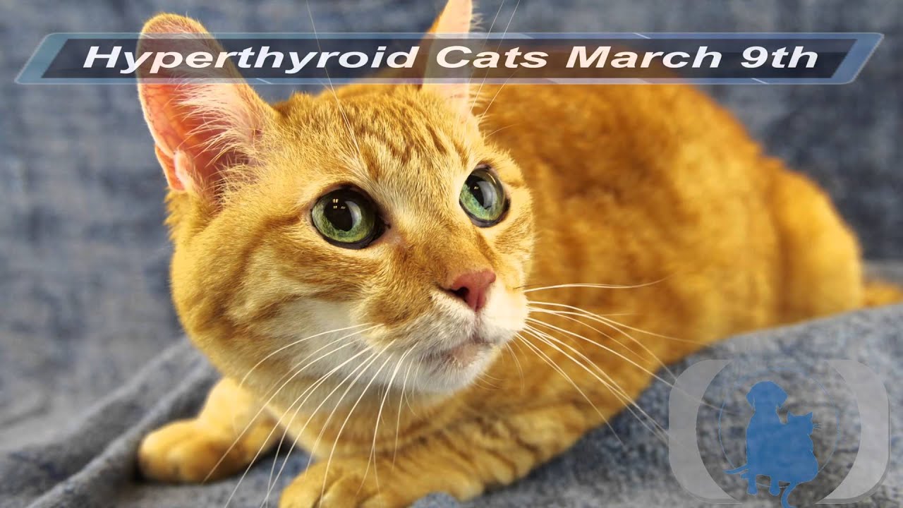 Hyperthyroid Cats March 9th - YouTube