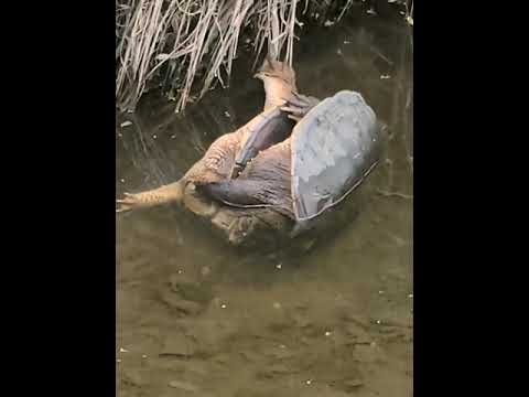 snapping turtles mating - YouTube