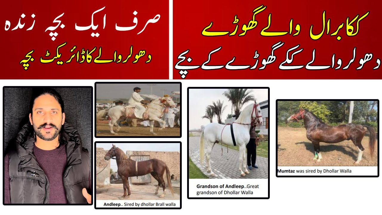 Know about Dholer Wale Kaka's Horse | Famous Blooded Horses | Progeny ...