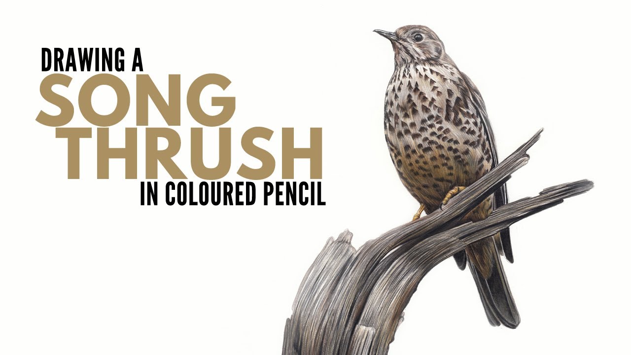 Thrush Bird Drawing