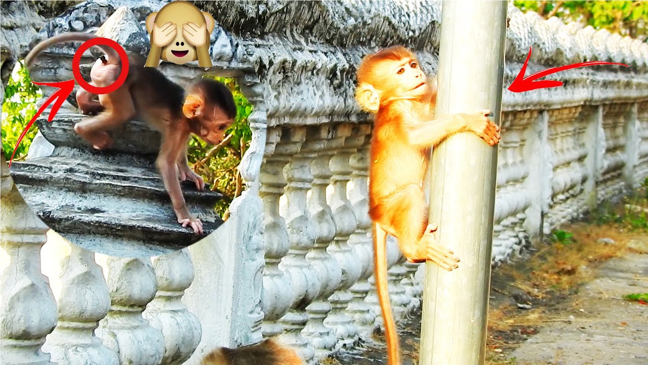 Looks really funny, ROMIO monkeys jump on high rocks, release feces and ...