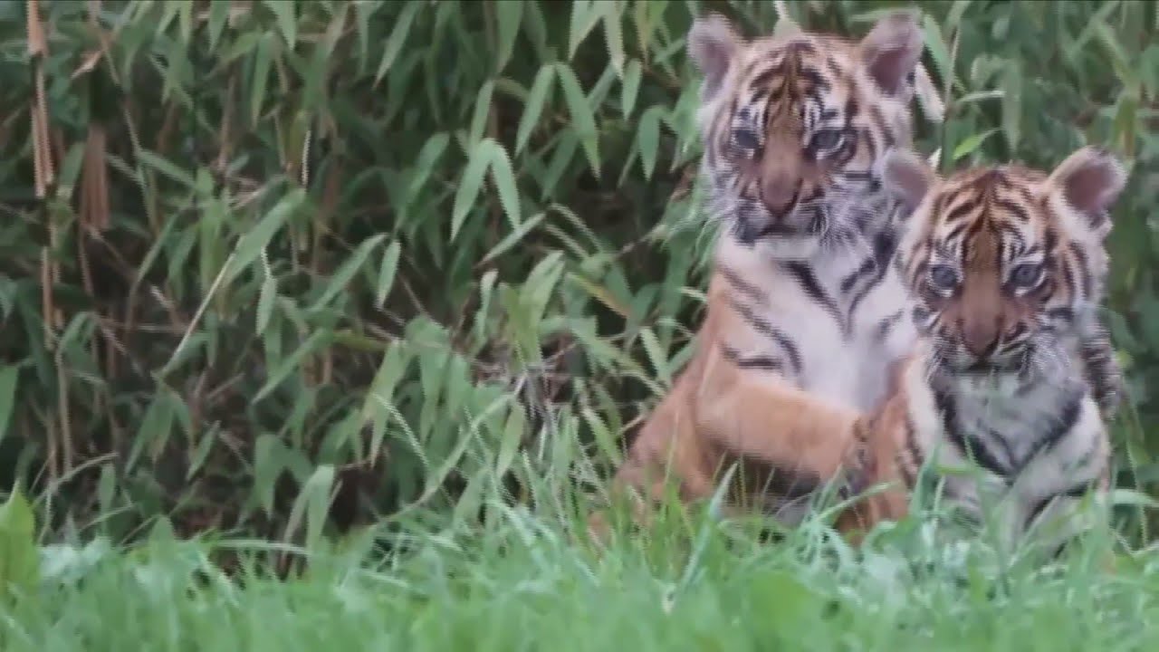 RARE SUMATRAN TIGER CUBS EGV - YouTube