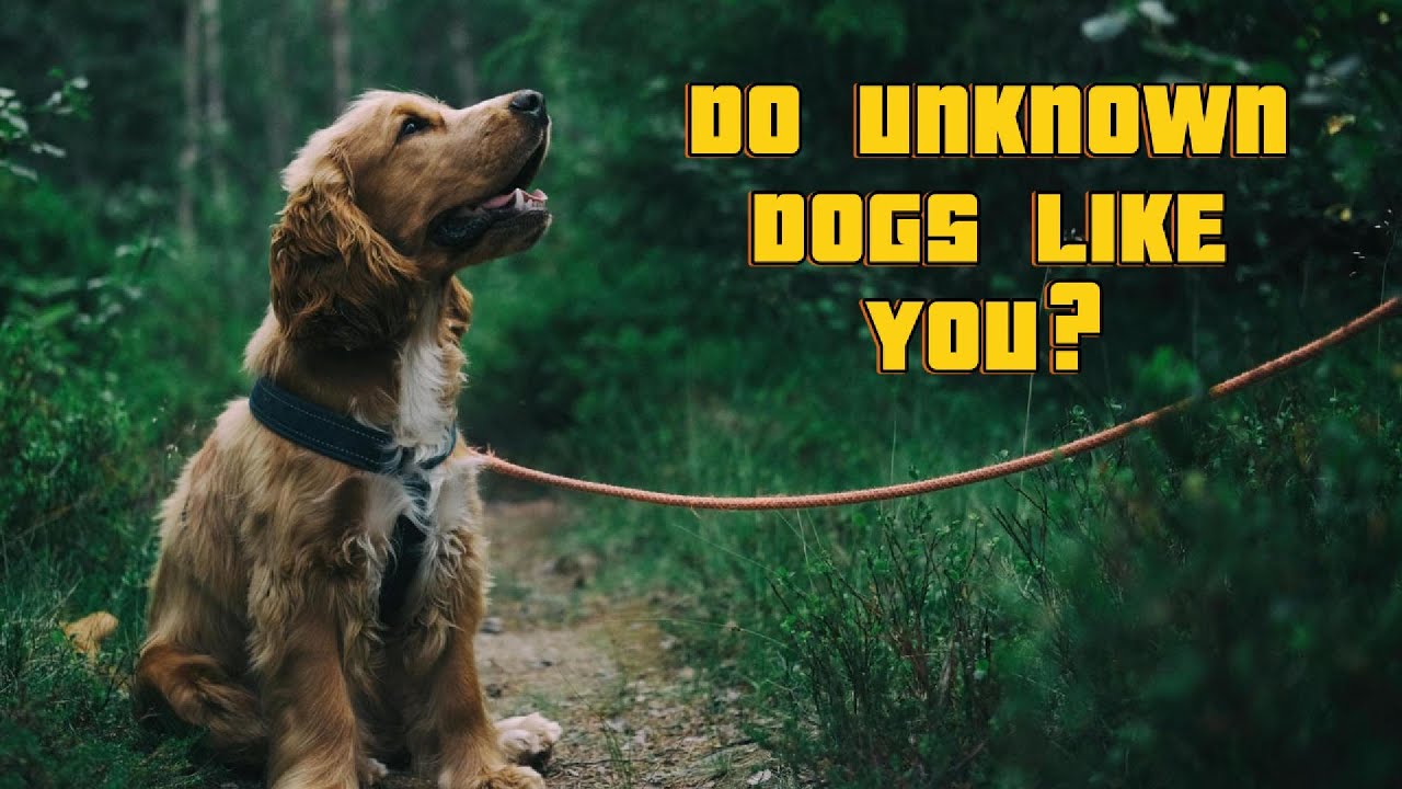 Do UNKNOWN DOGS Tend to LIKE You? HERE'S WHY! 🐶🐾😶 - YouTube