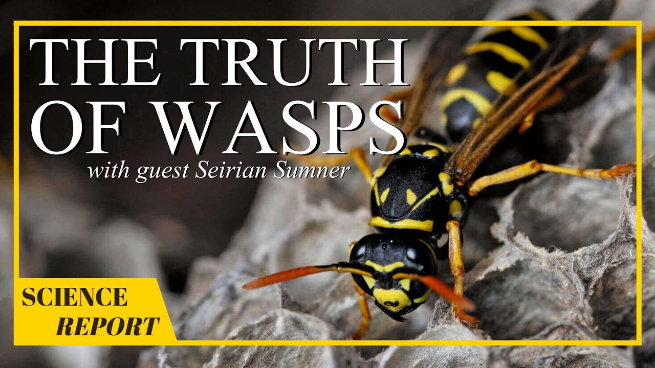 What Do Wasps Really Do? | AMSE Science Report - YouTube