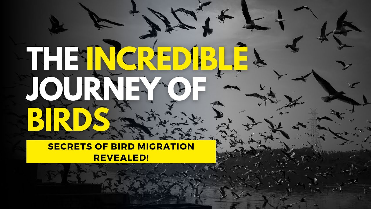 Discover Bird Migration Facts: Why Do Birds Travel Thousands Of Miles ...
